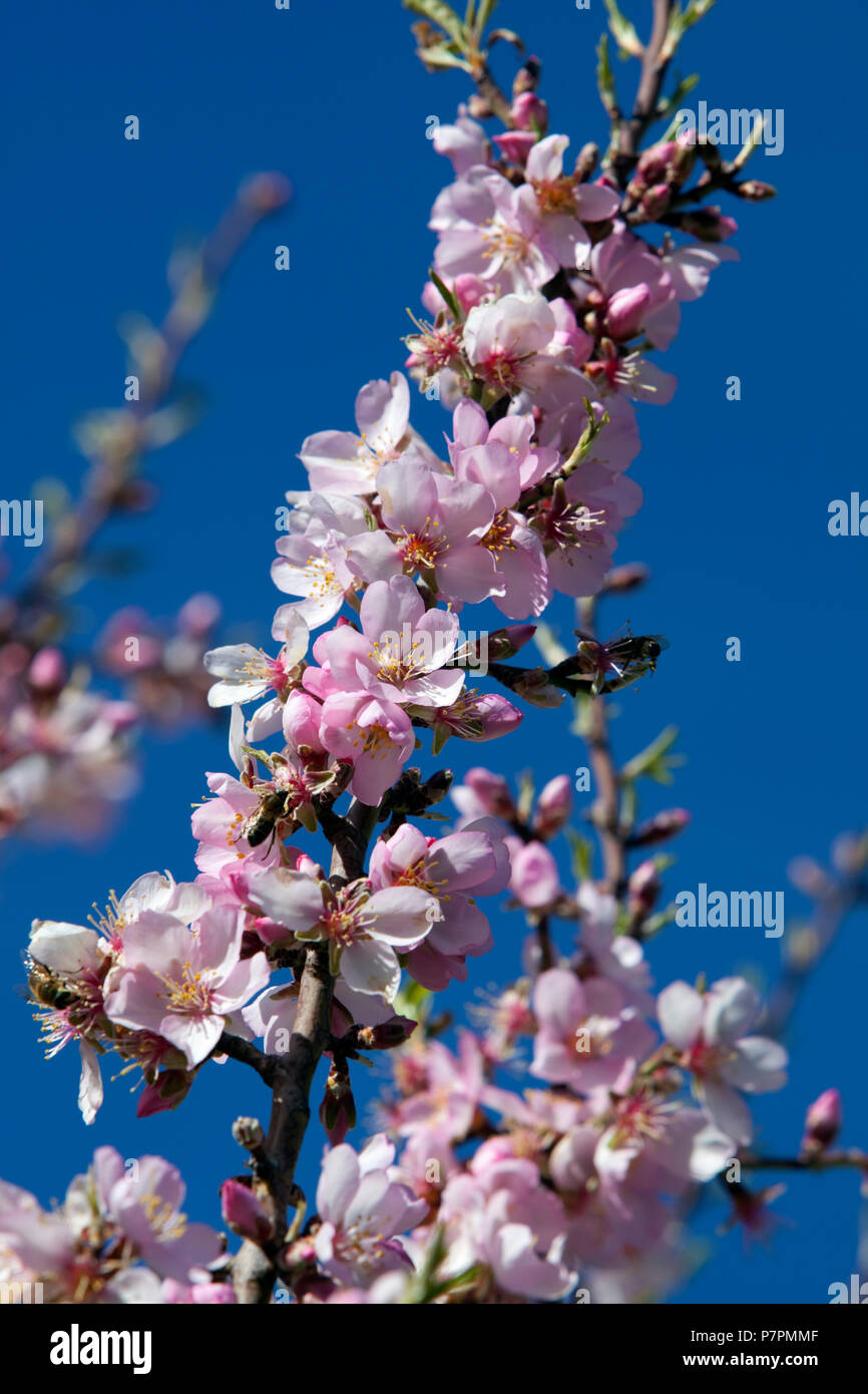 Almond blossom hi-res stock photography and images - Alamy