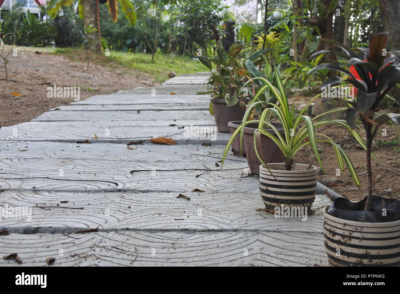 A picturesque wooden pathway intertwines with vibrant potted plants ...