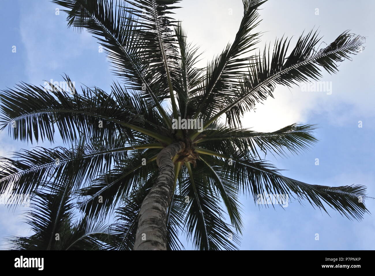 A majestic coconut tree stands tall, its trunk and vibrant leaves ...