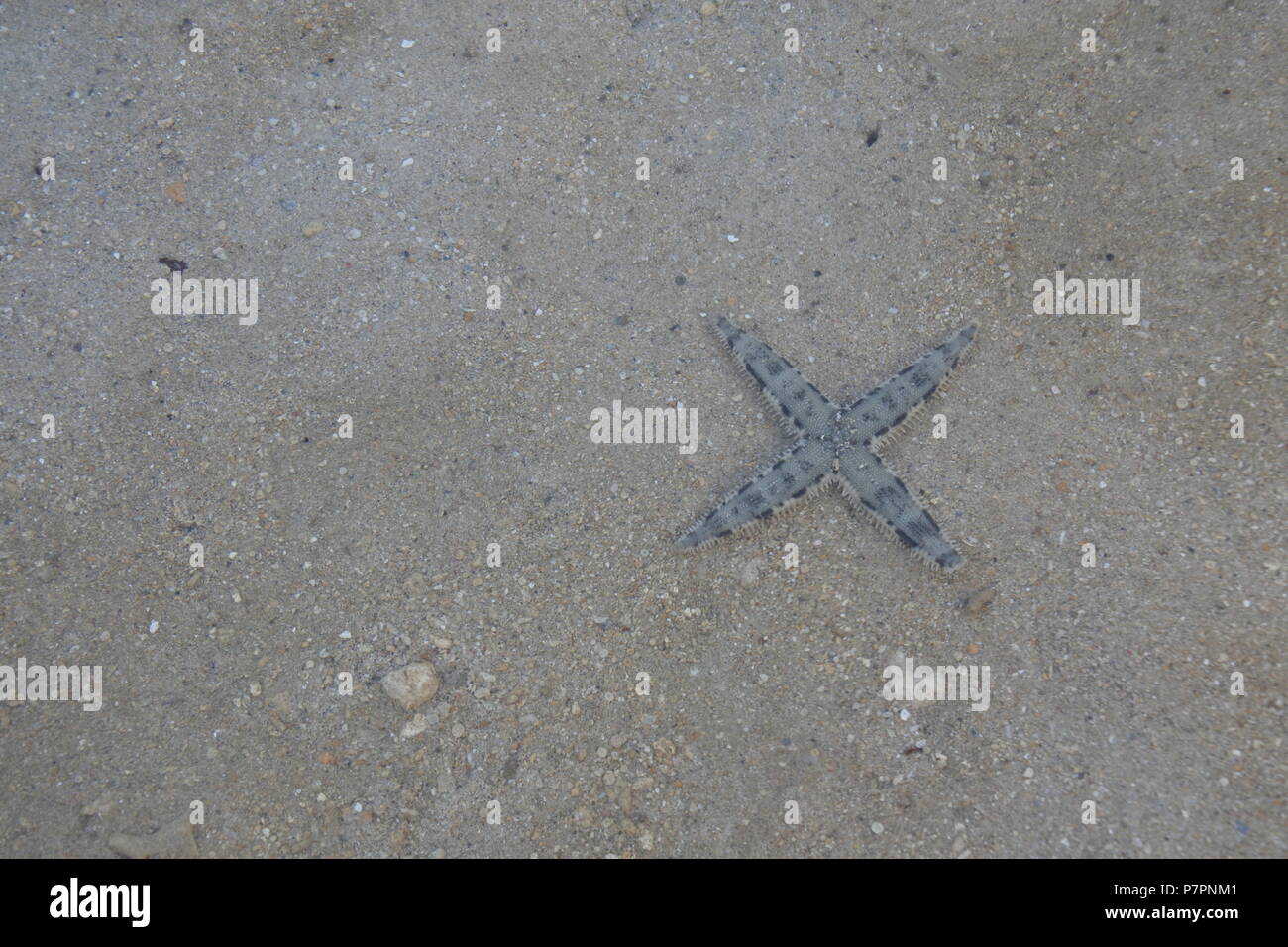 A starfish with four gray and black striped legs elegantly adorns the ...
