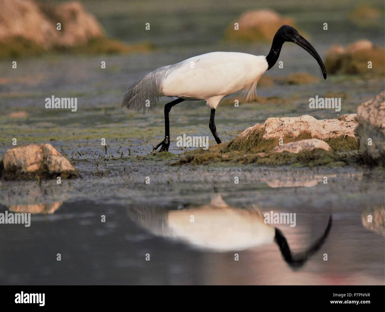 Black headed ibis hi-res stock photography and images - Alamy