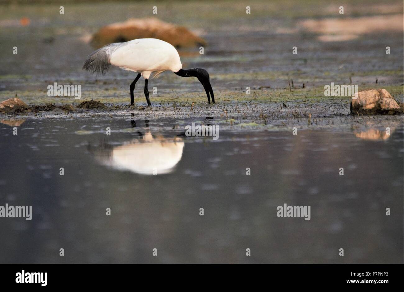BLACK HEADED IBIS IN MARSH LAND Stock Photo - Alamy