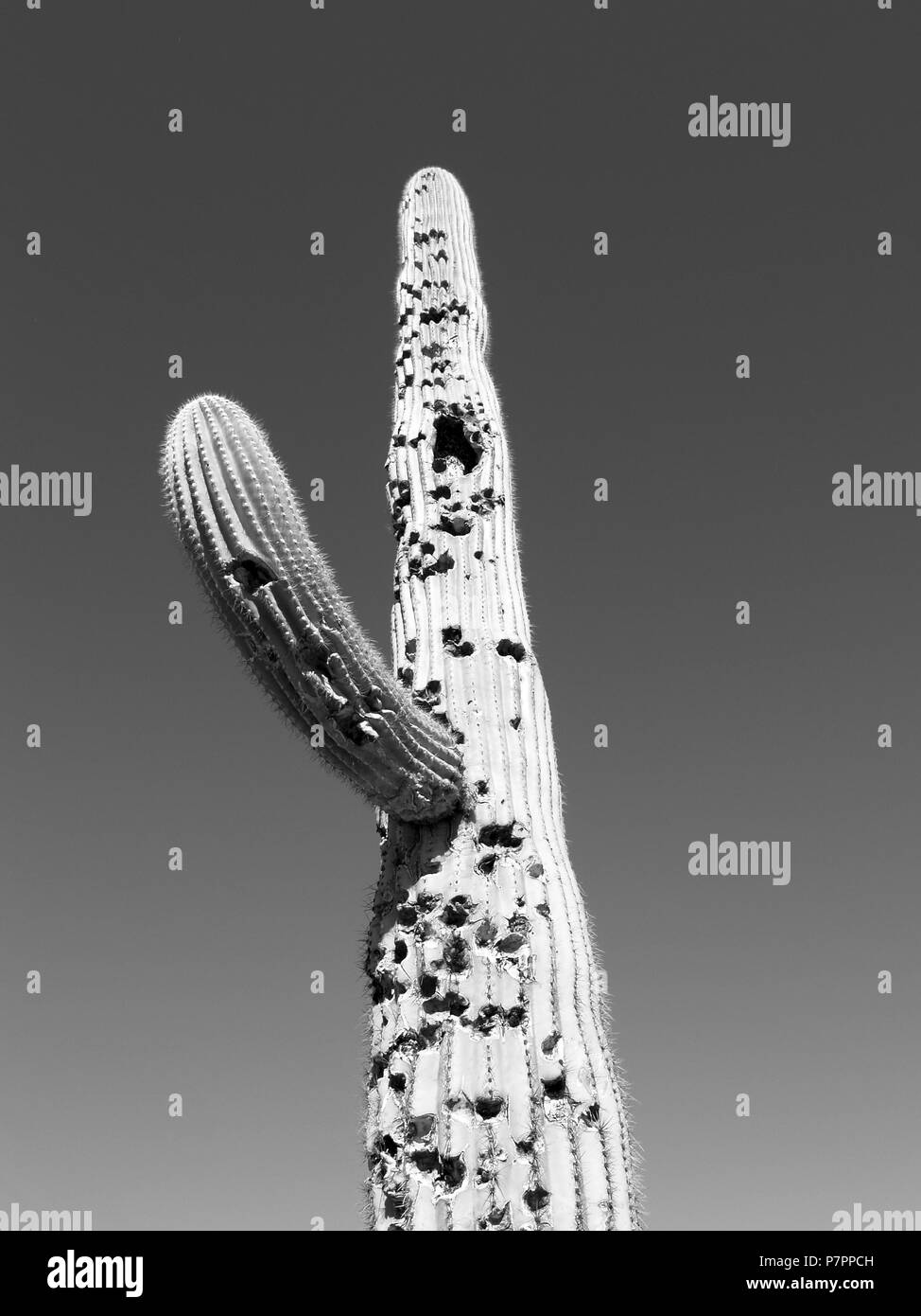 Desert pics Sedona cactus dry arrid bone dry water creek river Stock ...