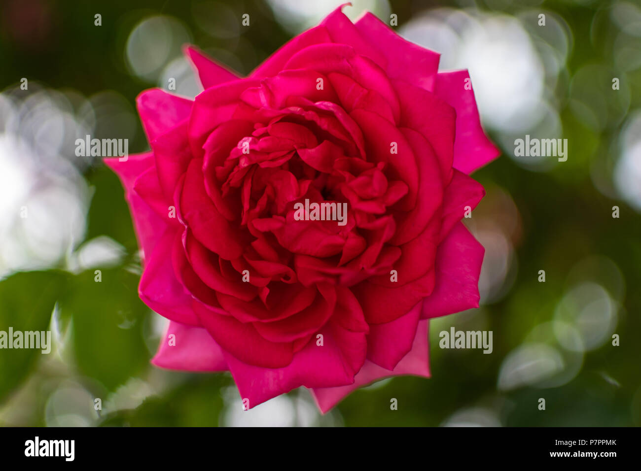 Lone Rose High Resolution Stock Photography and Images - Alamy
