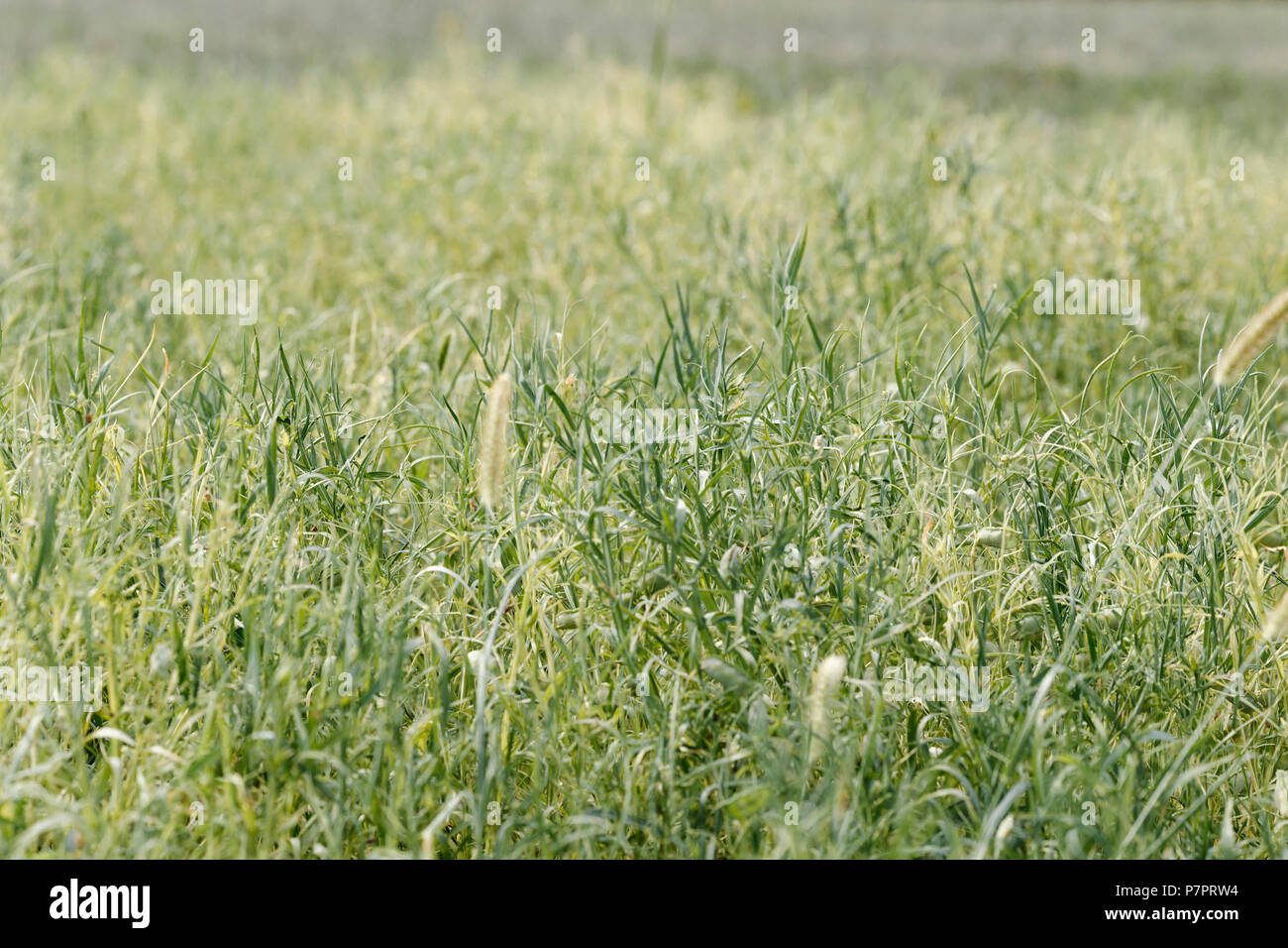 Spring field with growing Grass pea (Lathyrus sativus) plants Stock ...