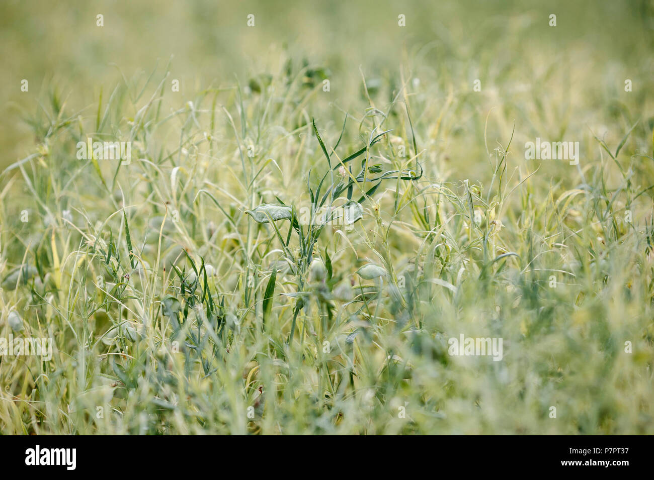 Spring field with growing Grass pea (Lathyrus sativus) plants Stock ...