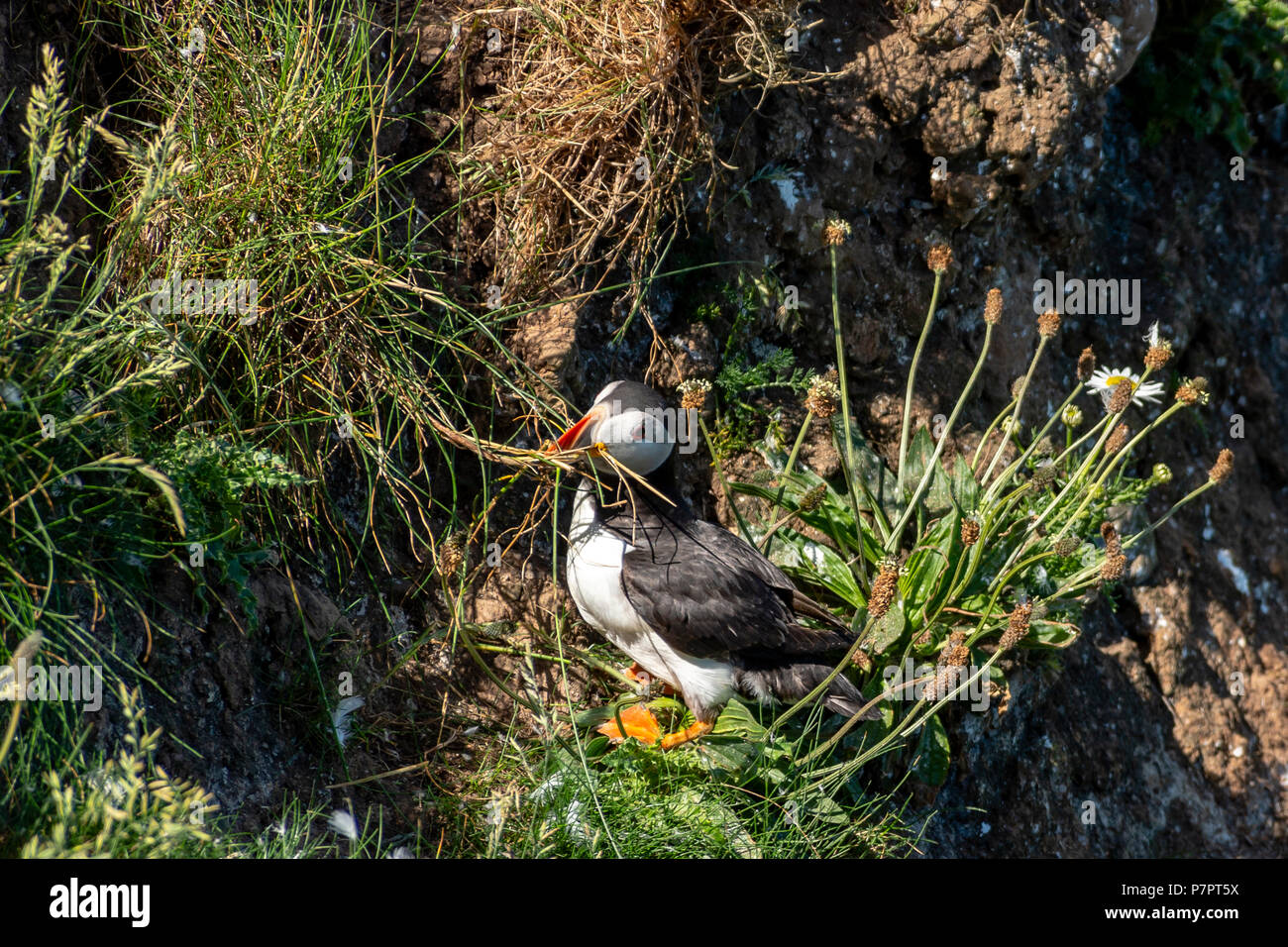 Bempton Cliffs Bridlington June 2018: Puffins return to breed and rise ...