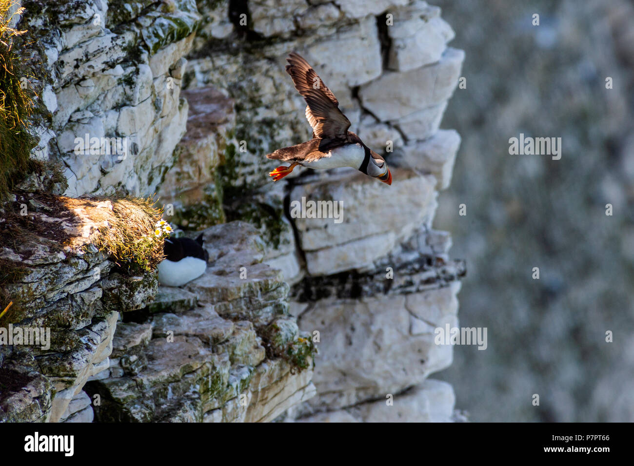 Bempton Cliffs Bridlington June 2018: Puffins return to breed and rise ...