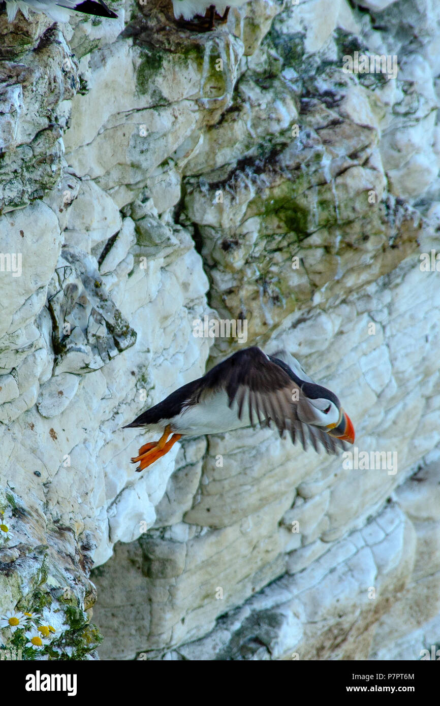 Bempton Cliffs Bridlington June 2018: Puffins return to breed and rise ...