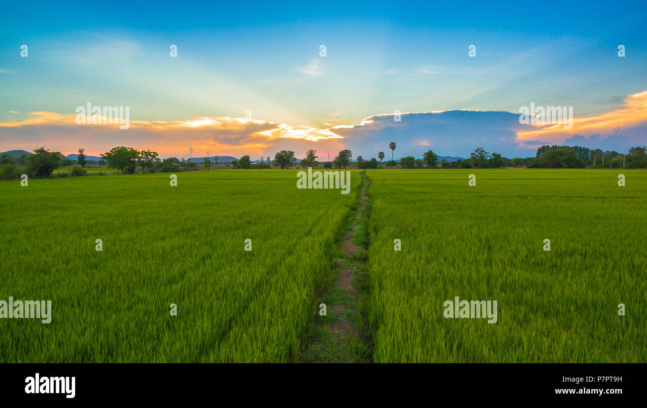a small walk way in the rice field and it use for keep revel of water ...