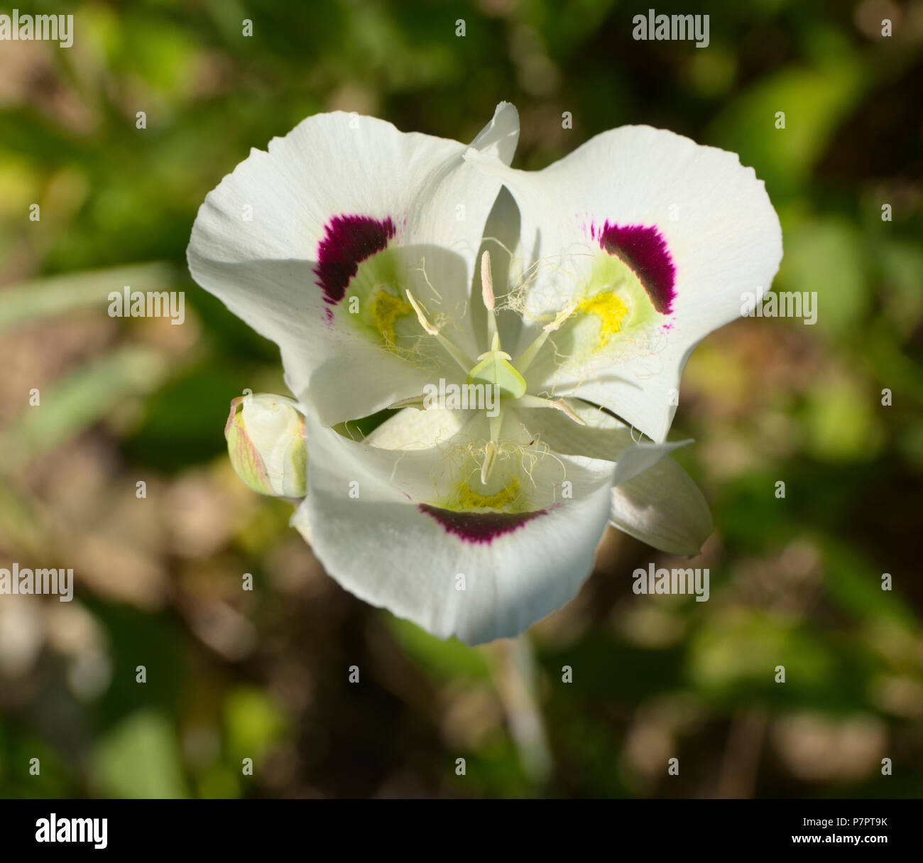 Mt mariposa hi-res stock photography and images - Alamy