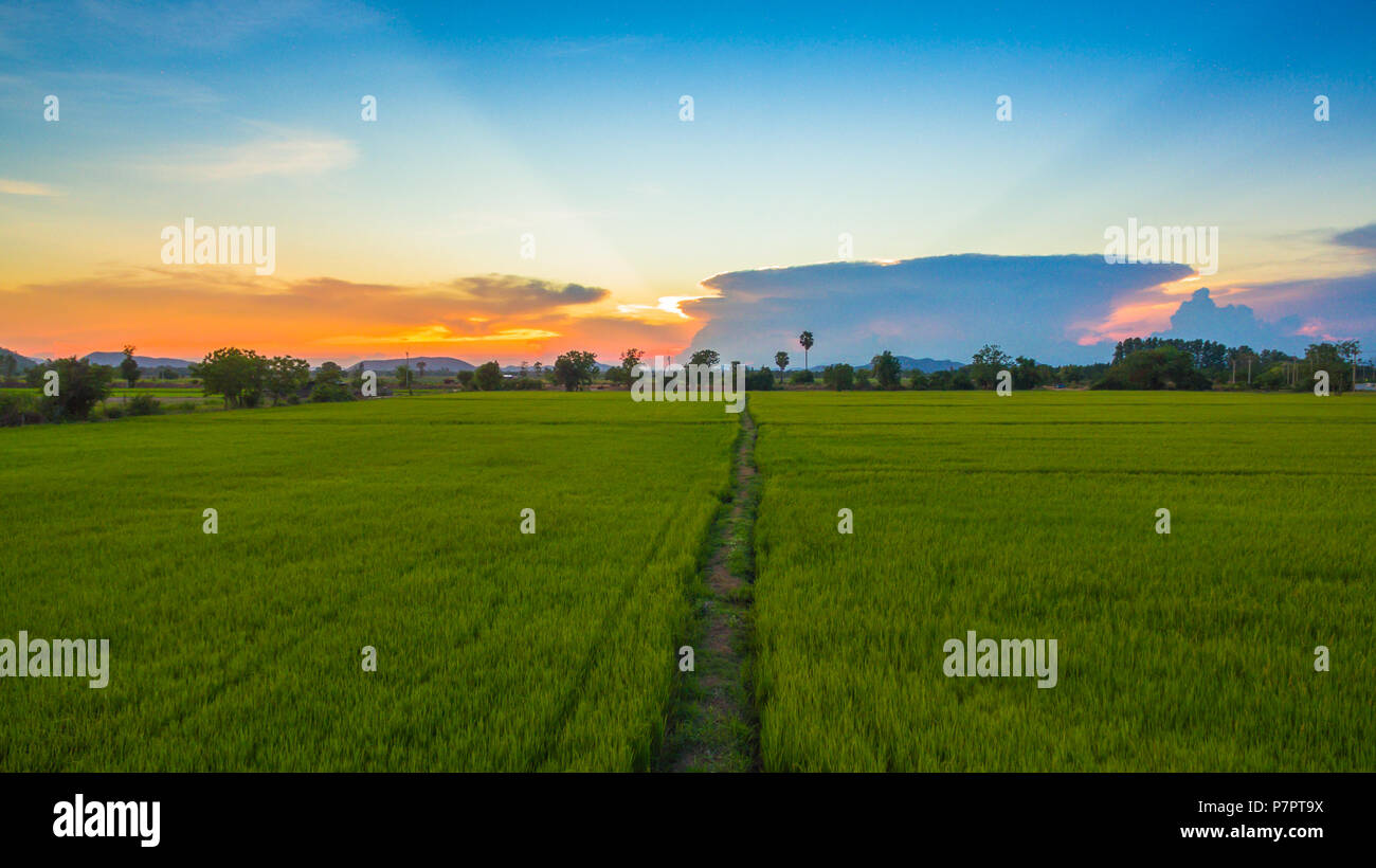 a small walk way in the rice field and it use for keep revel of water ...