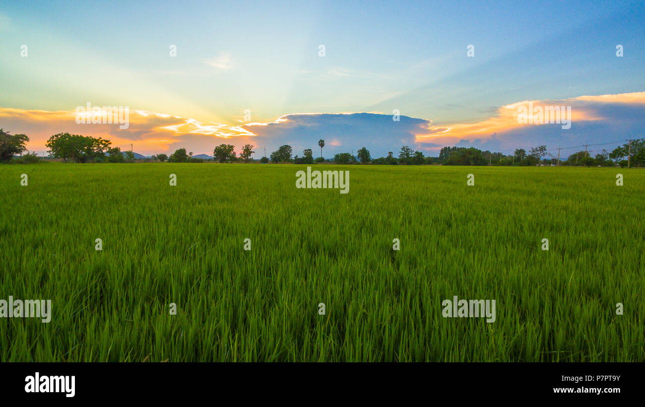 aerial view scenery sunset on new route pass in the rice field. under ...