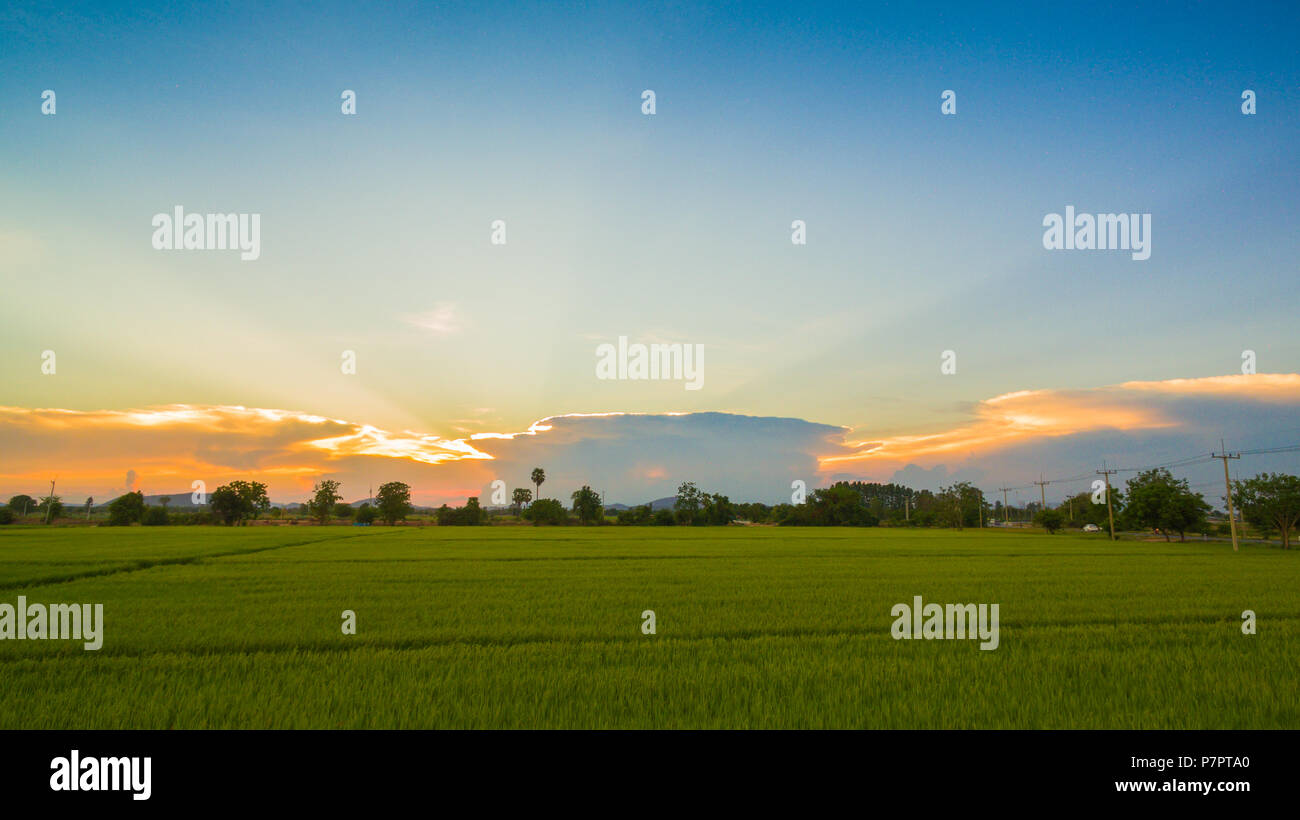 aerial view scenery sunset on new route pass in the rice field. under ...