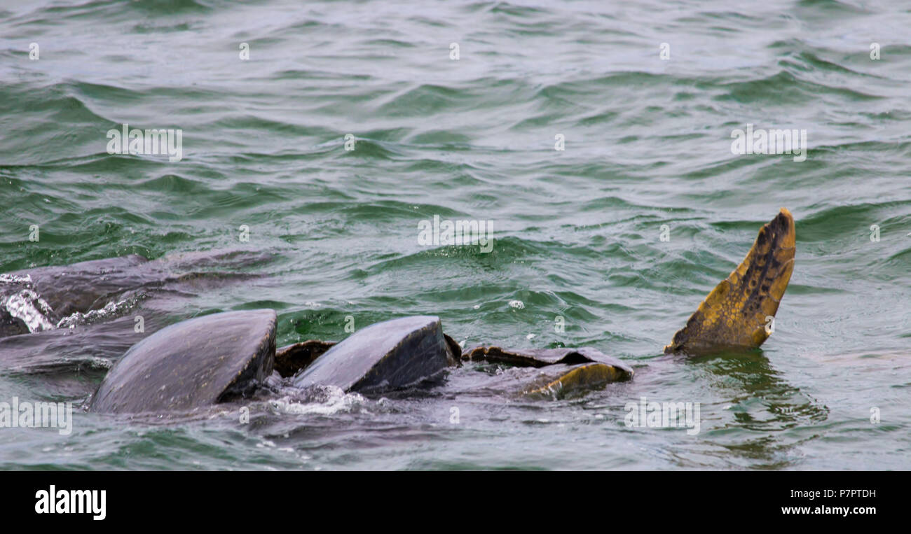 Galapagos Sea Turtles mate in the ocean Stock Photo - Alamy