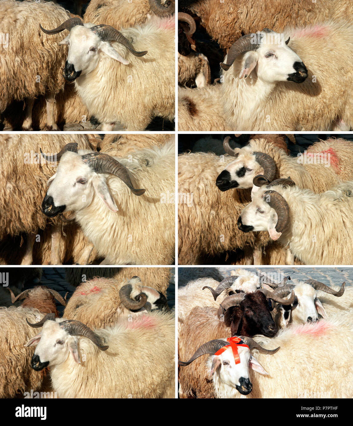 Sheep herder flock group hi-res stock photography and images - Alamy