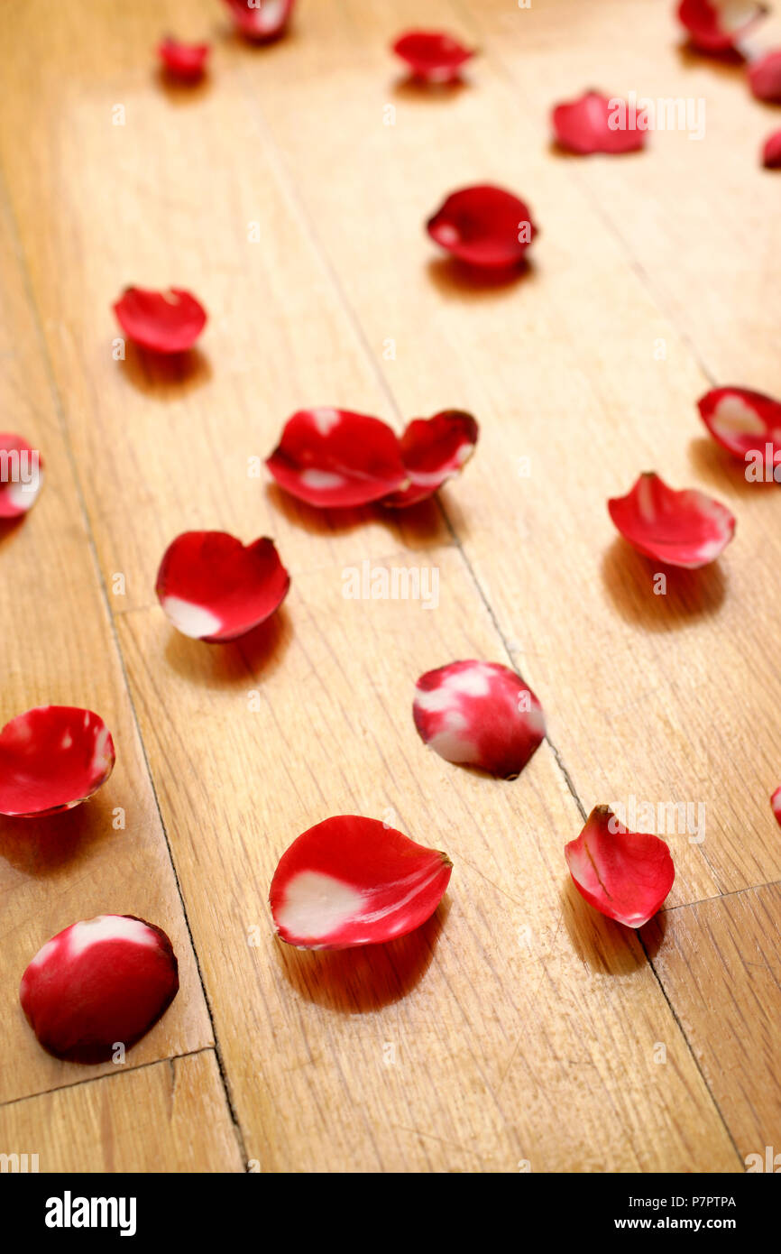 a background image of rose petals on the floor Stock Photo - Alamy