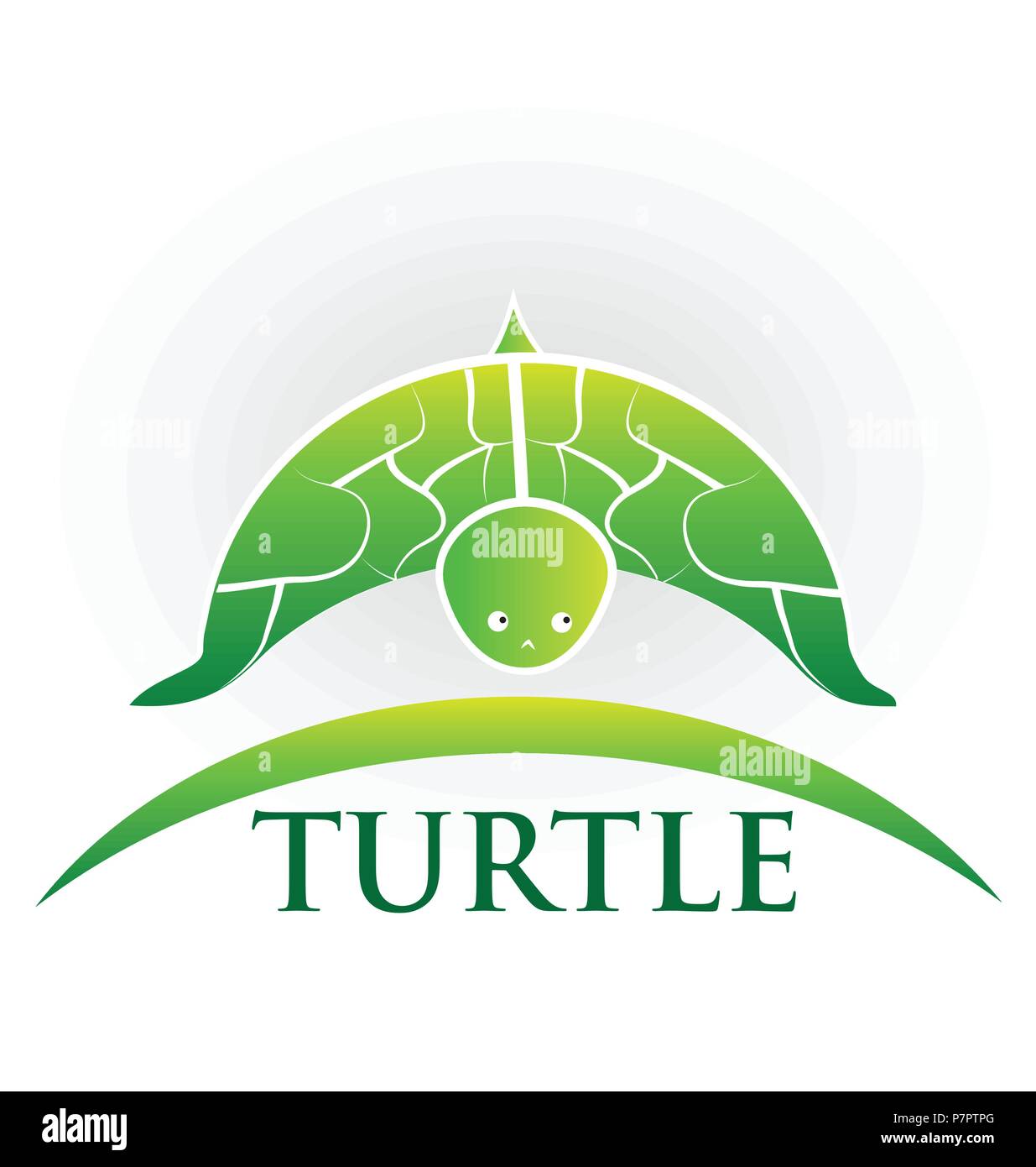 Turtle wildlife, preservation vector design illustration Stock Vector ...