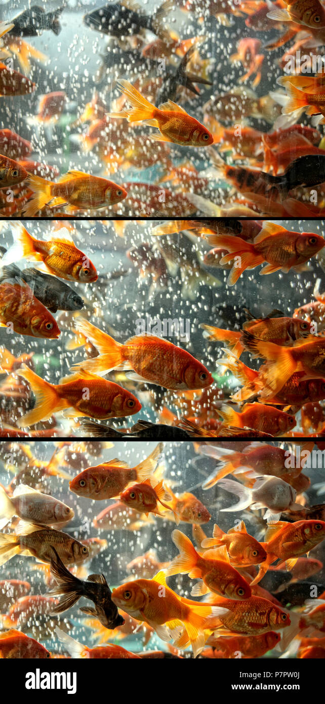 Goldfish movement hi-res stock photography and images - Alamy