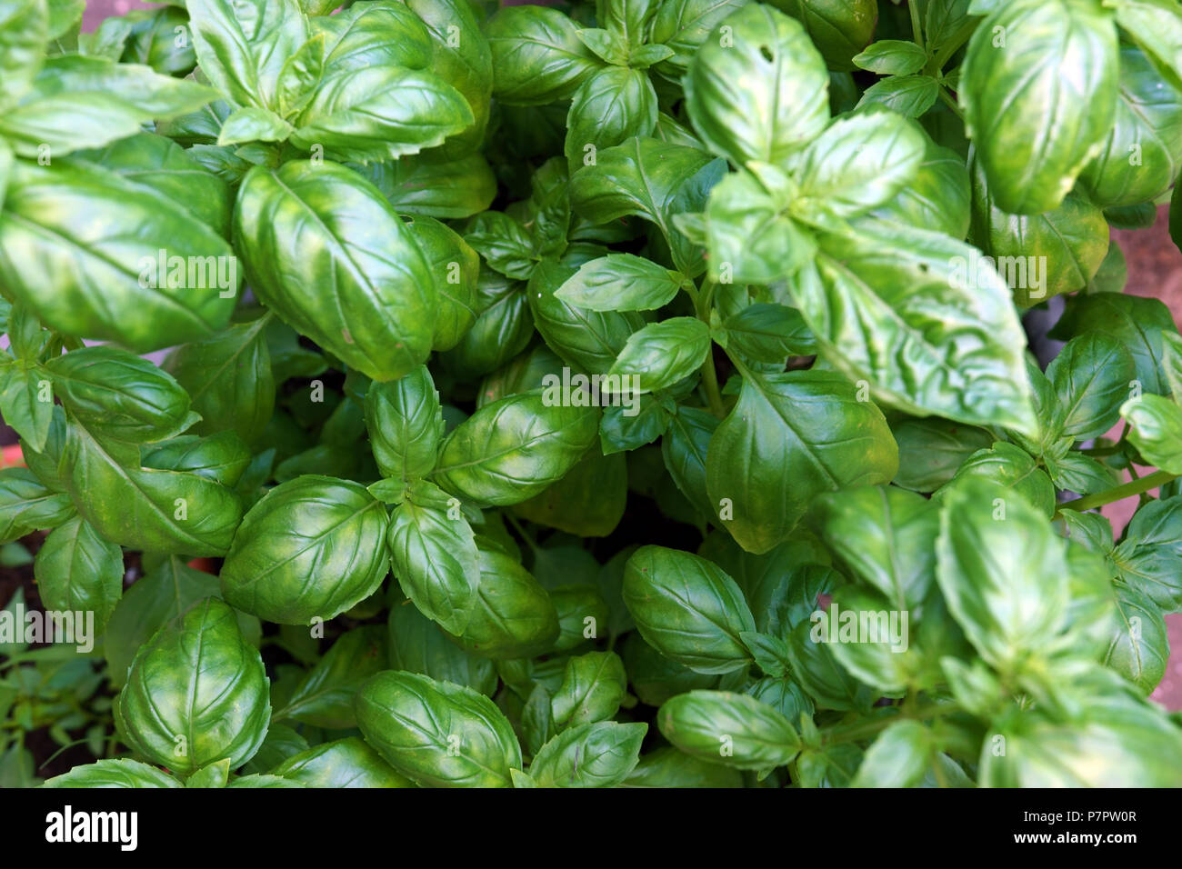 Basil plants hi-res stock photography and images - Alamy