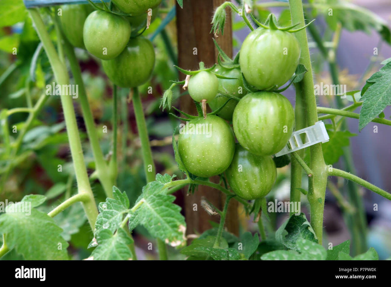 Striped tomatoes hi-res stock photography and images - Alamy