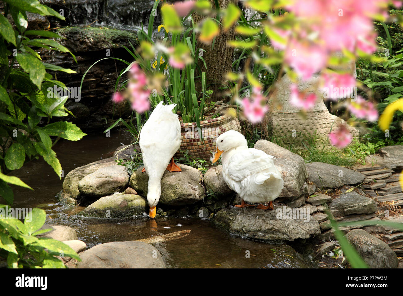 Closeup shot two ducks hi-res stock photography and images - Alamy