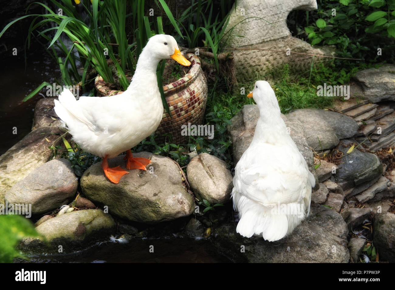 Two white ducks hi-res stock photography and images - Alamy
