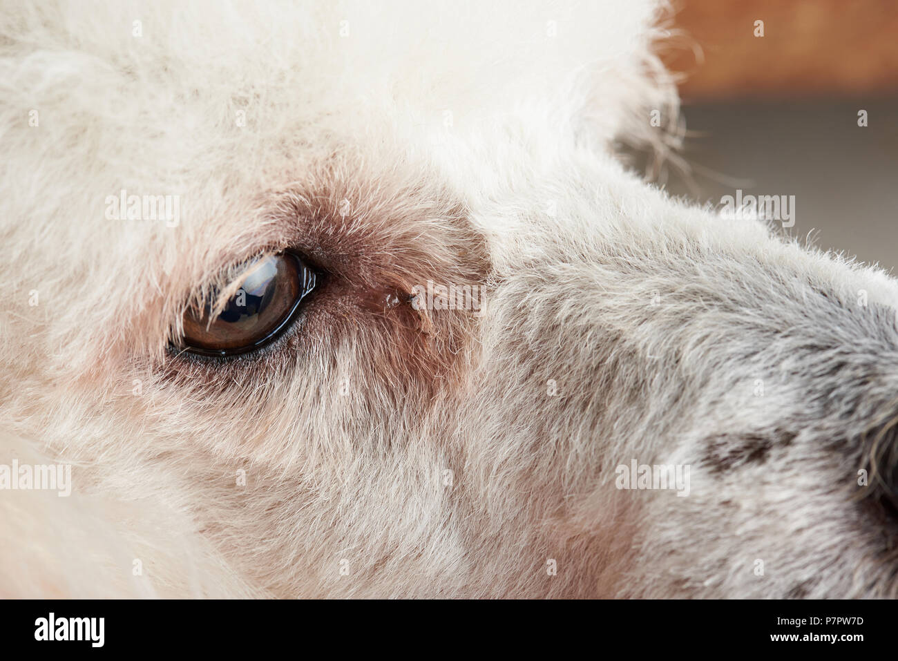 Infected Eyes Stock Photos & Infected Eyes Stock Images - Alamy