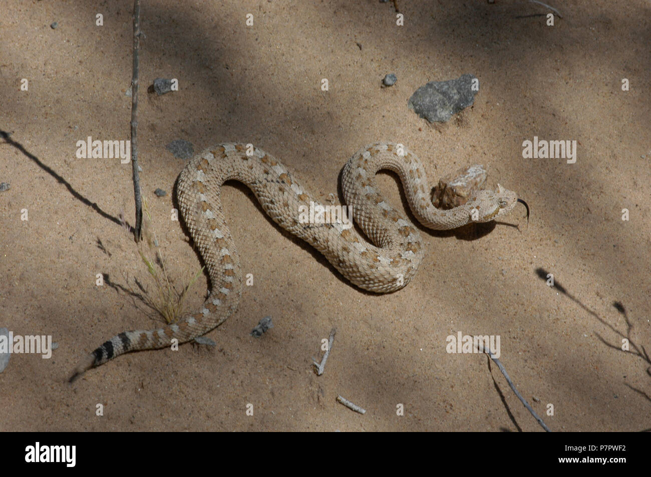 Sidewinder rattlesnake hi-res stock photography and images - Alamy