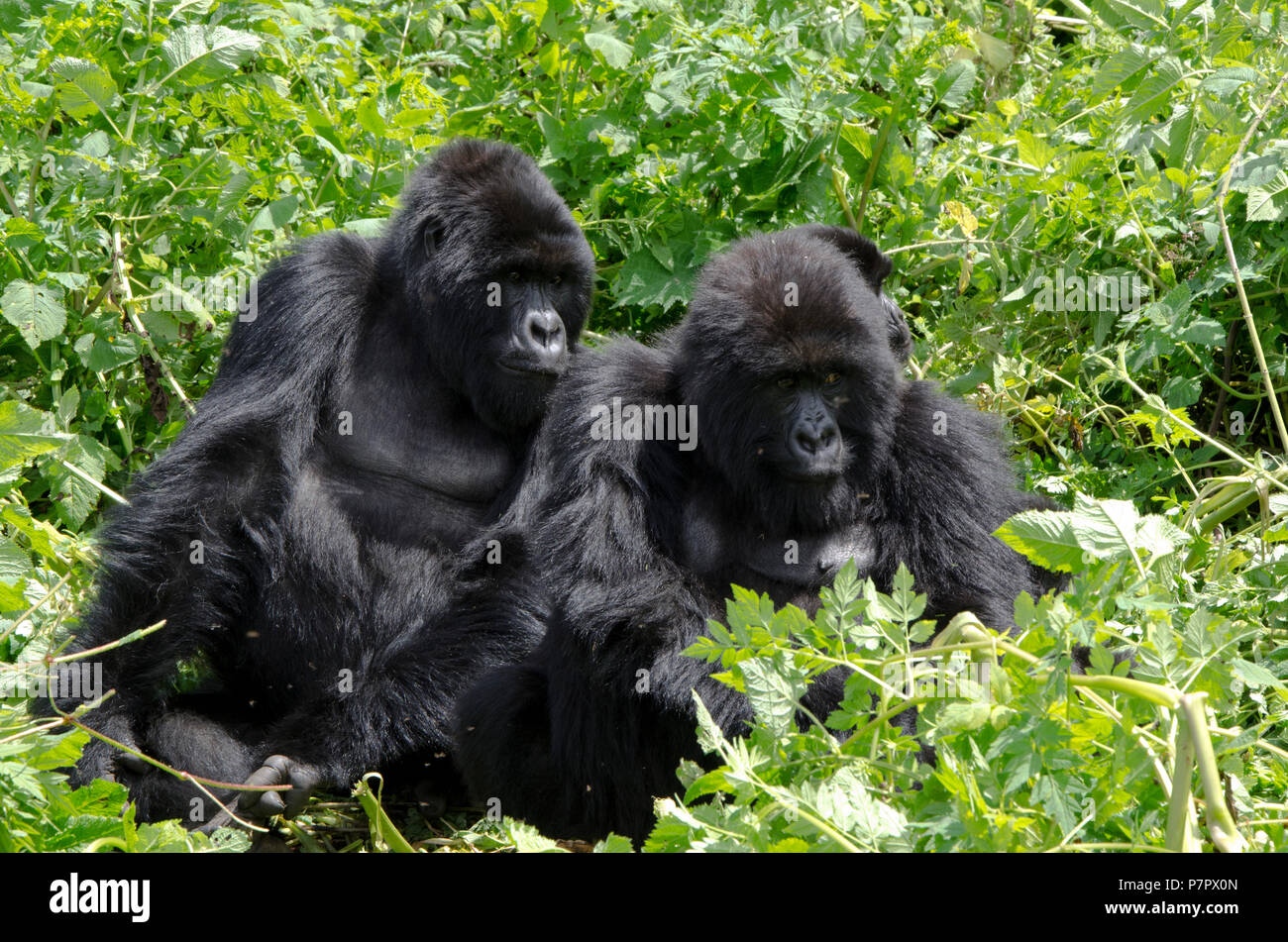 Gorilla family hi-res stock photography and images - Alamy