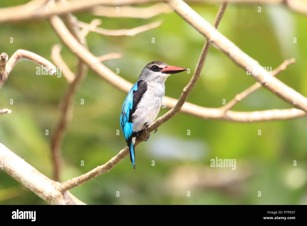 Halcyon senegalensis hi-res stock photography and images - Alamy