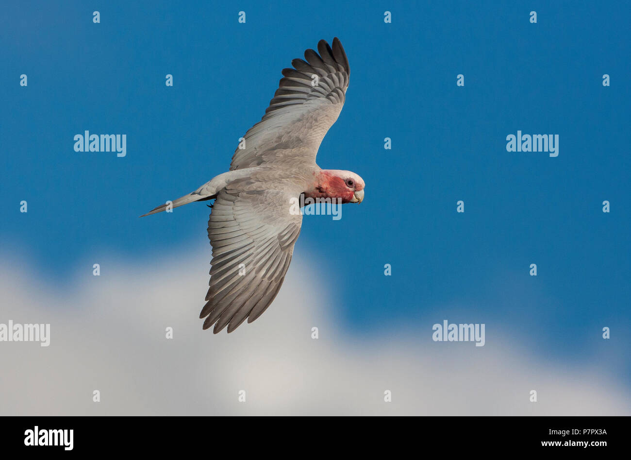 Flying galah hi-res stock photography and images - Alamy