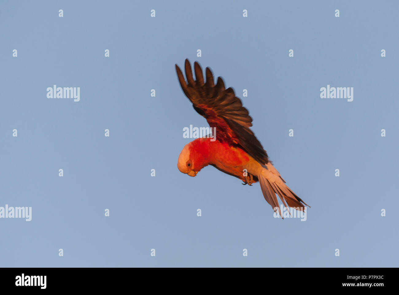 Flying galah hi-res stock photography and images - Alamy