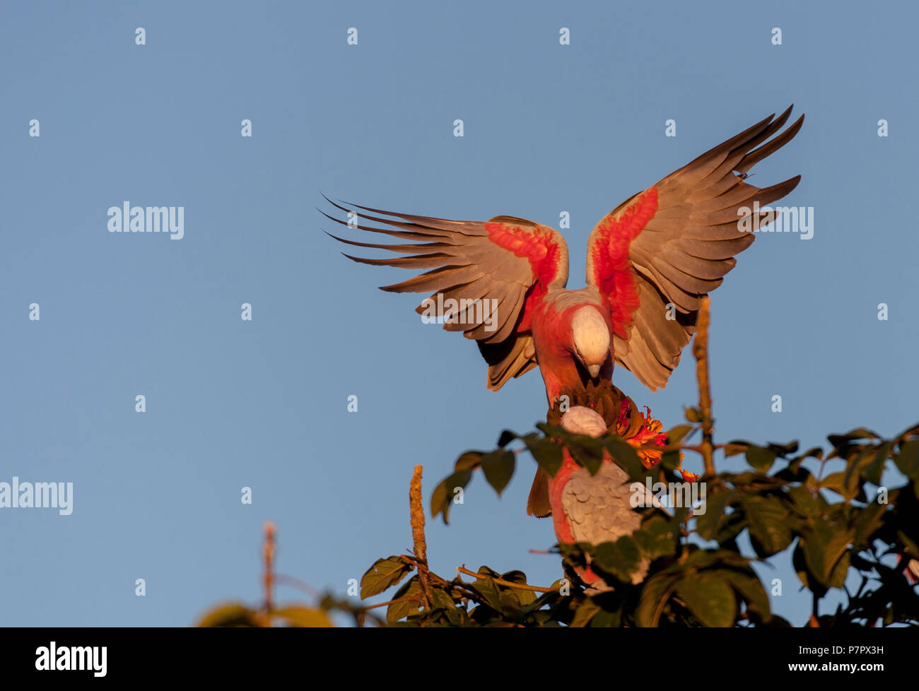 Flying galah hi-res stock photography and images - Alamy
