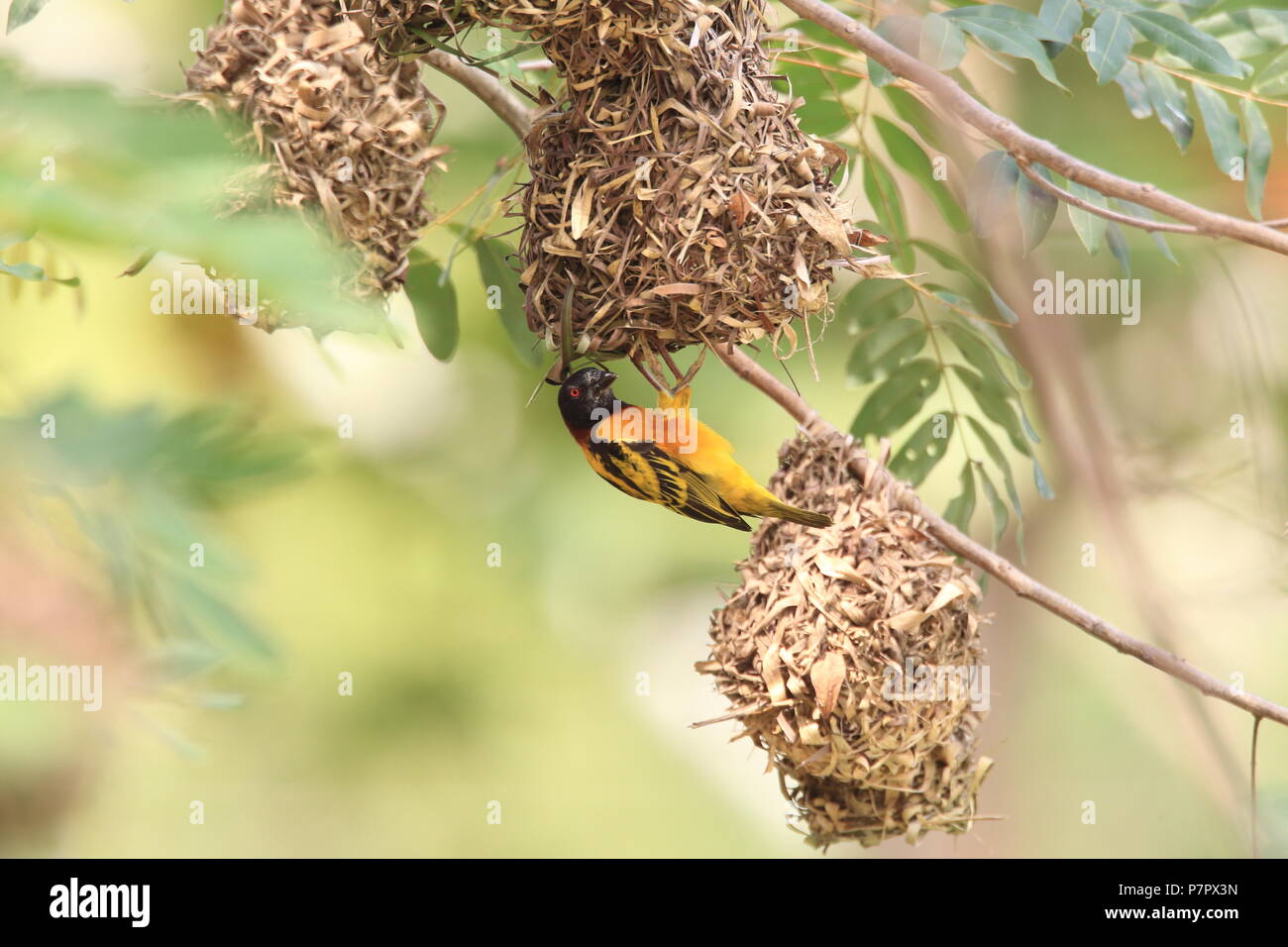 Black headed weaver village weaver hi-res stock photography and images ...