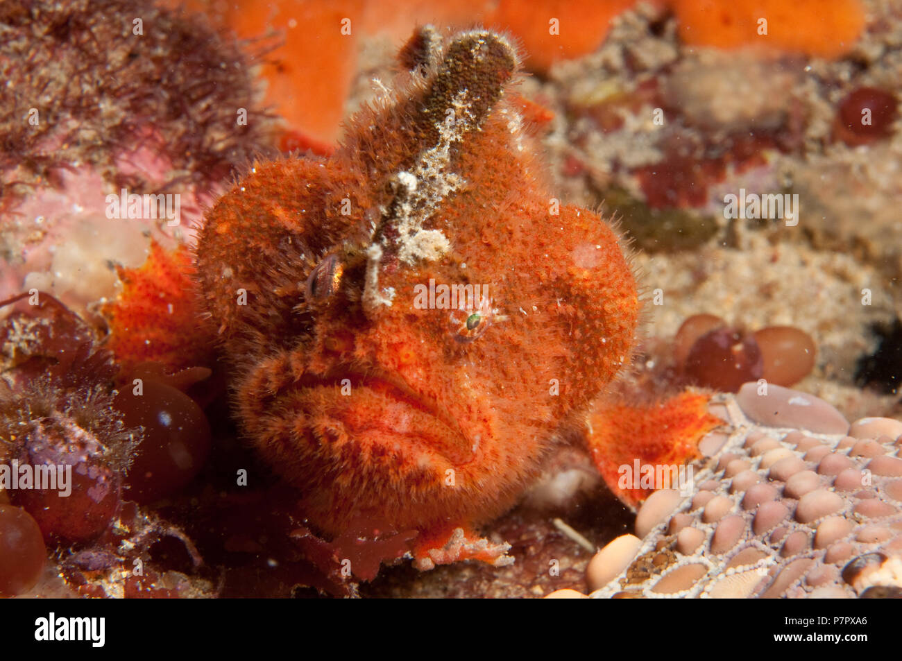 Anglerfish lure hi-res stock photography and images - Alamy