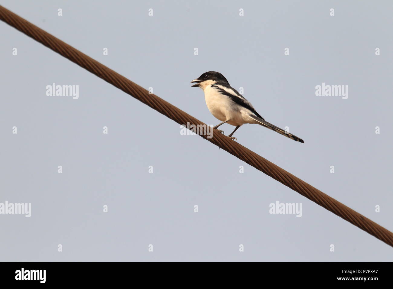 Common Fiscal or Northern fiscal (Lanius humeralis) in Ghana Stock ...