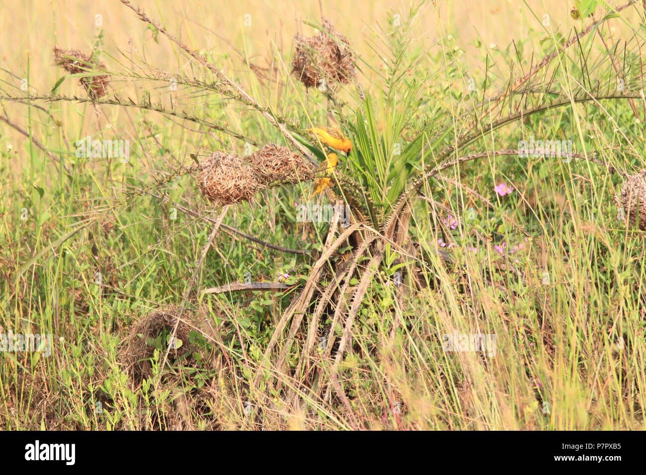 Orange weaver (Ploceus aurantius) in Ghana Stock Photo - Alamy
