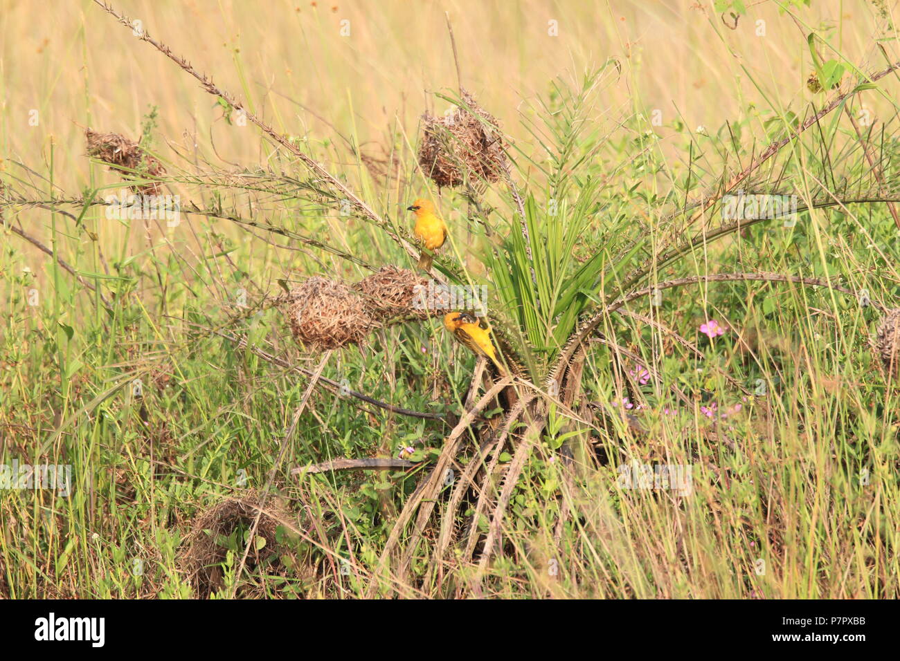 Orange weaver (Ploceus aurantius) in Ghana Stock Photo - Alamy