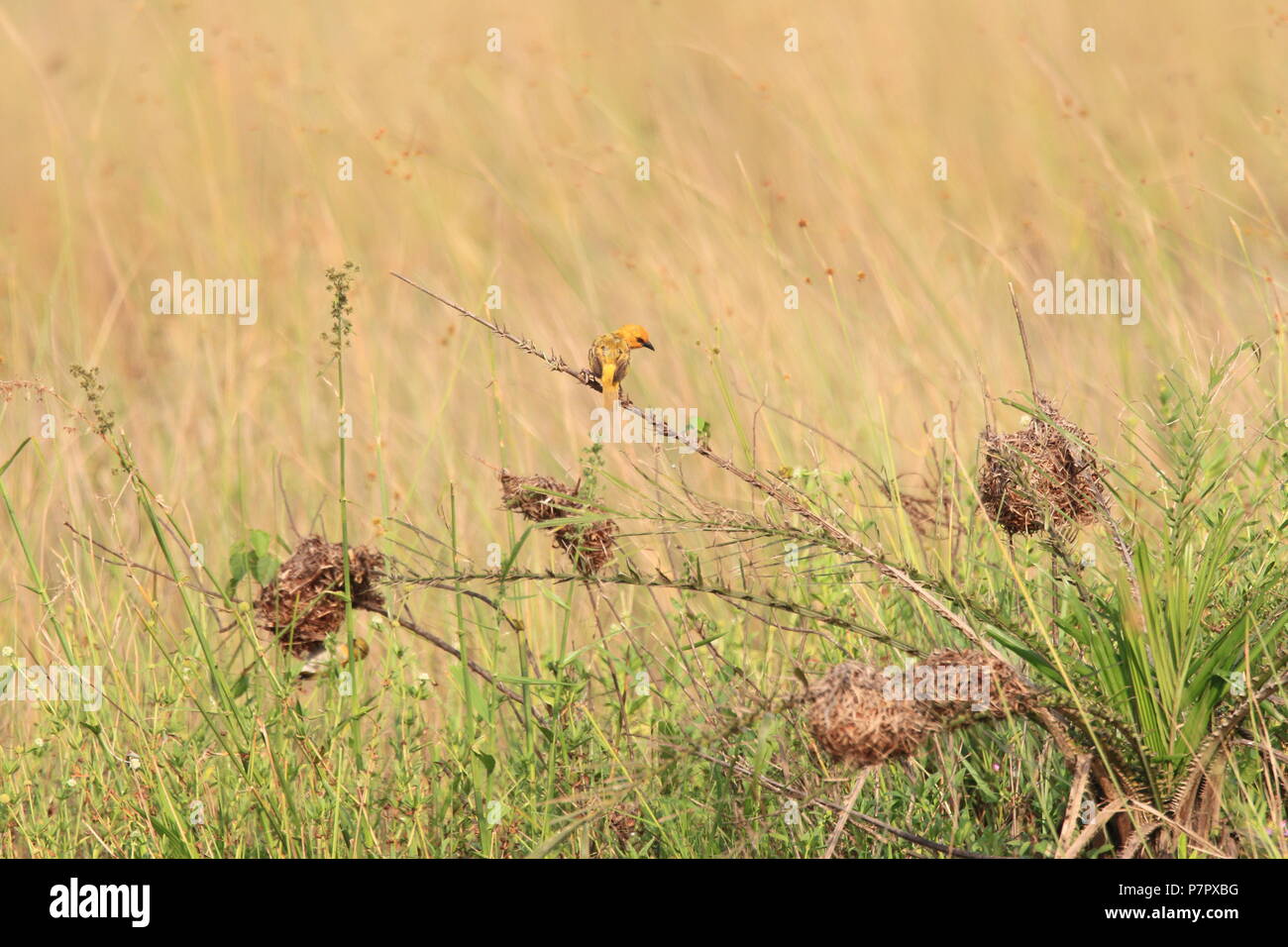 Orange weaver (Ploceus aurantius) in Ghana Stock Photo - Alamy