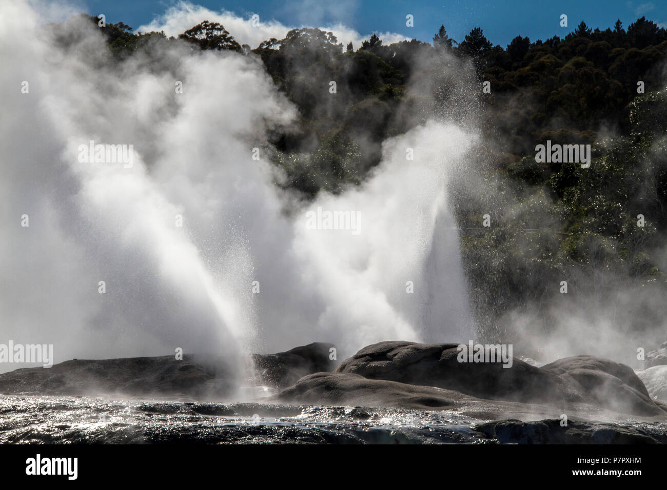 Thermal Geyser at Rotorua in New Zealand Stock Photo - Alamy