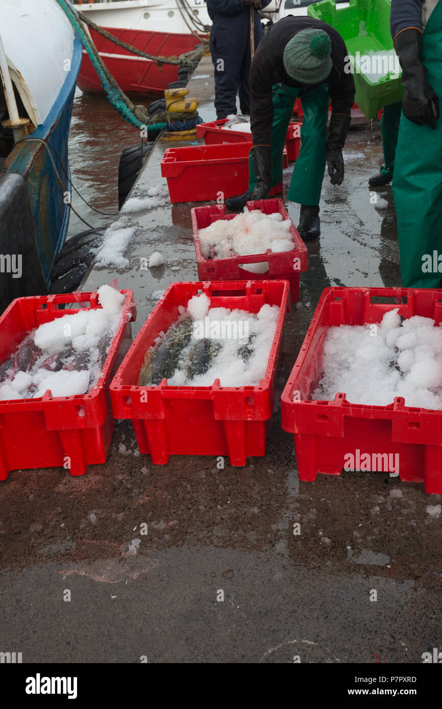landed fresh fish in plastic crates being offloaded from moored fishing ...