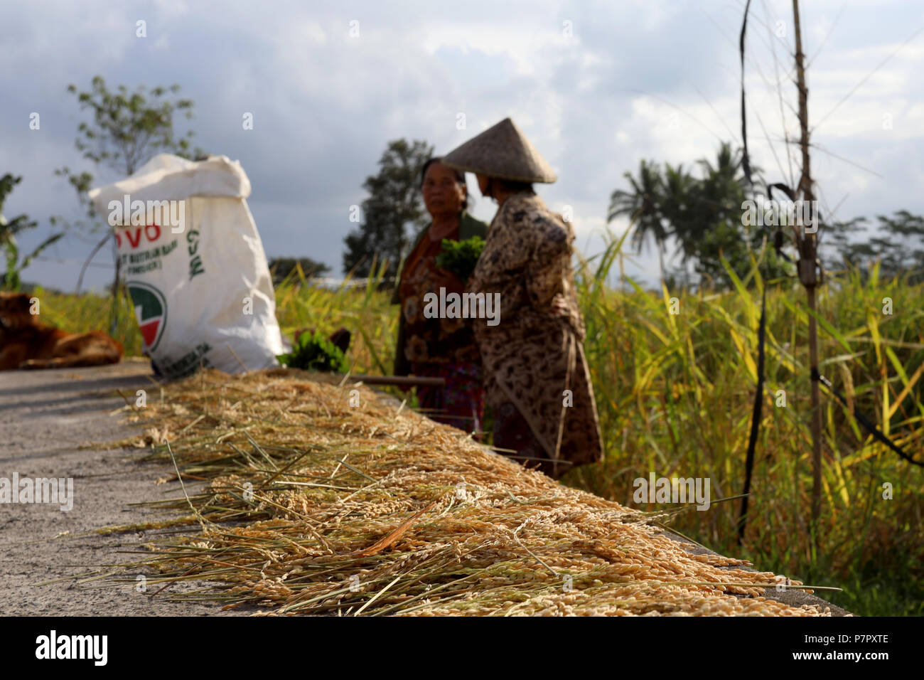 Subsistence agriculture and farmers hi-res stock photography and images ...