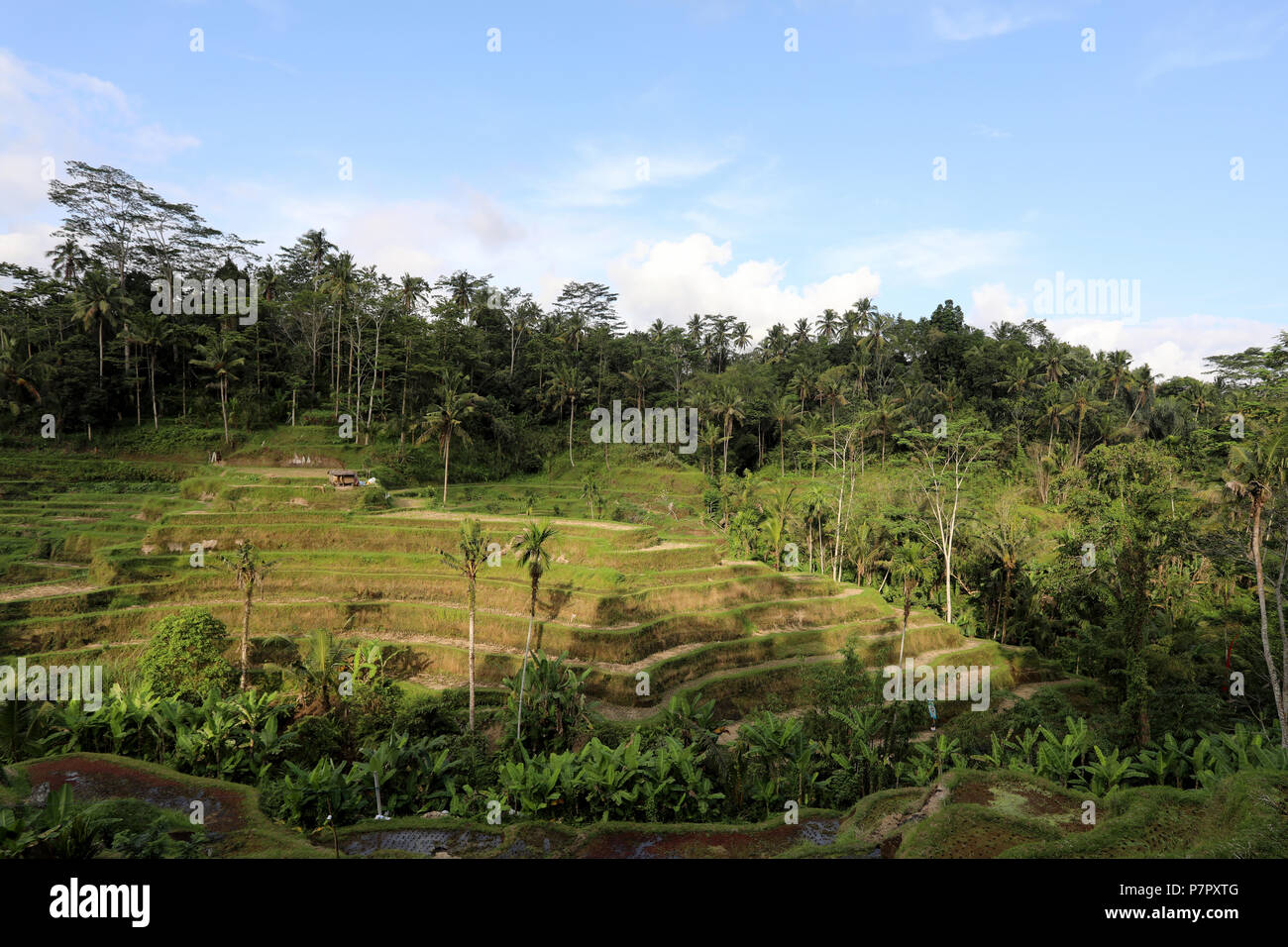 Ubud, Indonesia – June 27 2018: Rice fields on the outskirts of Ubud ...