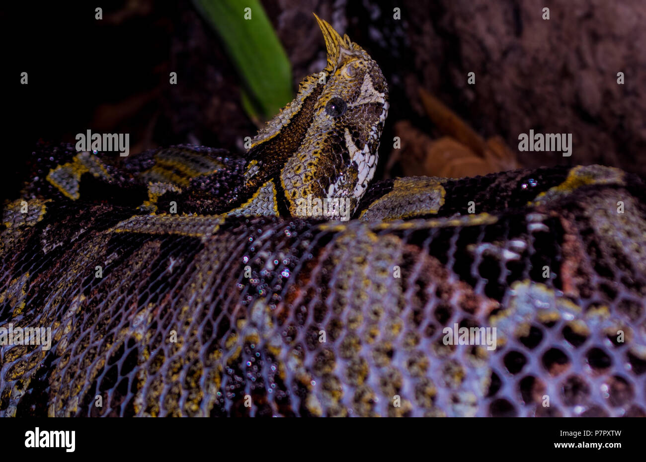 Rhinoceros viper bitis nasicornis hi-res stock photography and images ...