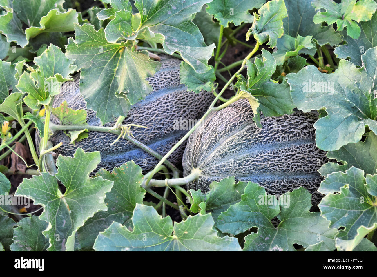 Rock melon farm hi-res stock photography and images - Alamy