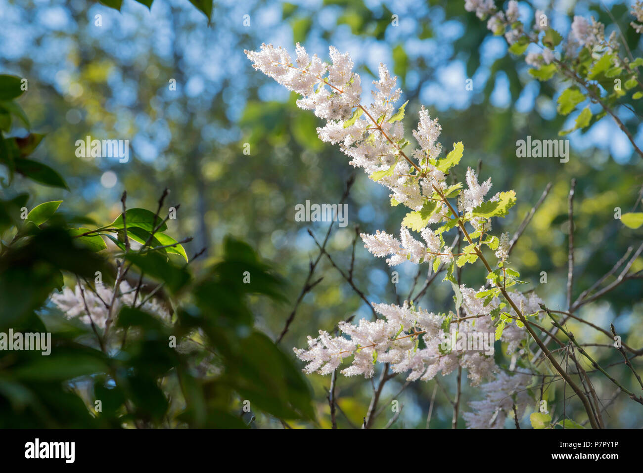 the Japanese andromeda, (Pieris japonica) Japanese pieris, or Dwarf ...