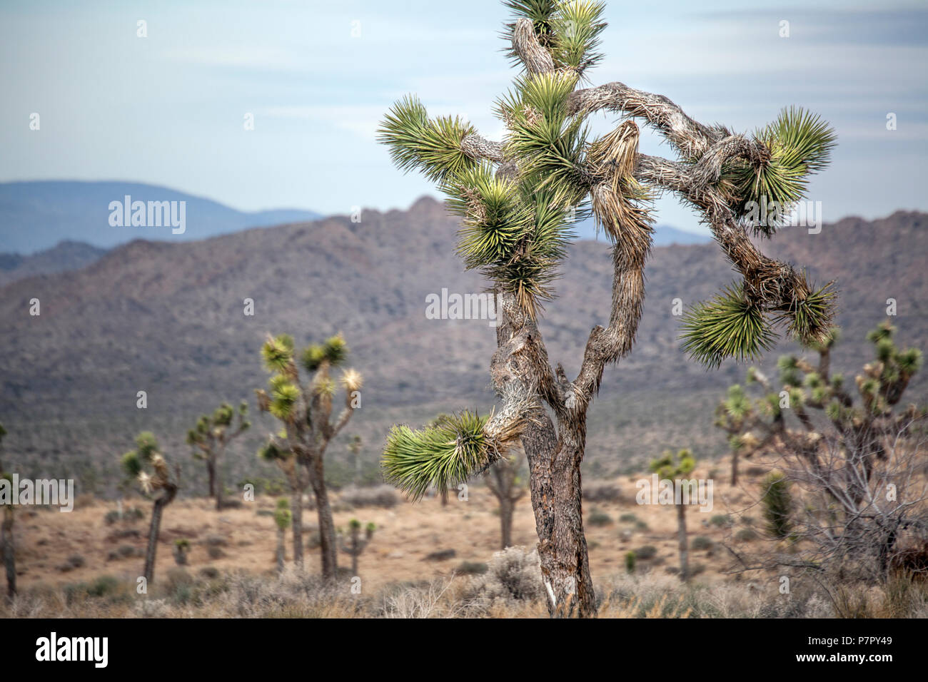 Joshua trees (Yucca brevifolia) in Joshua Tree National Park ...
