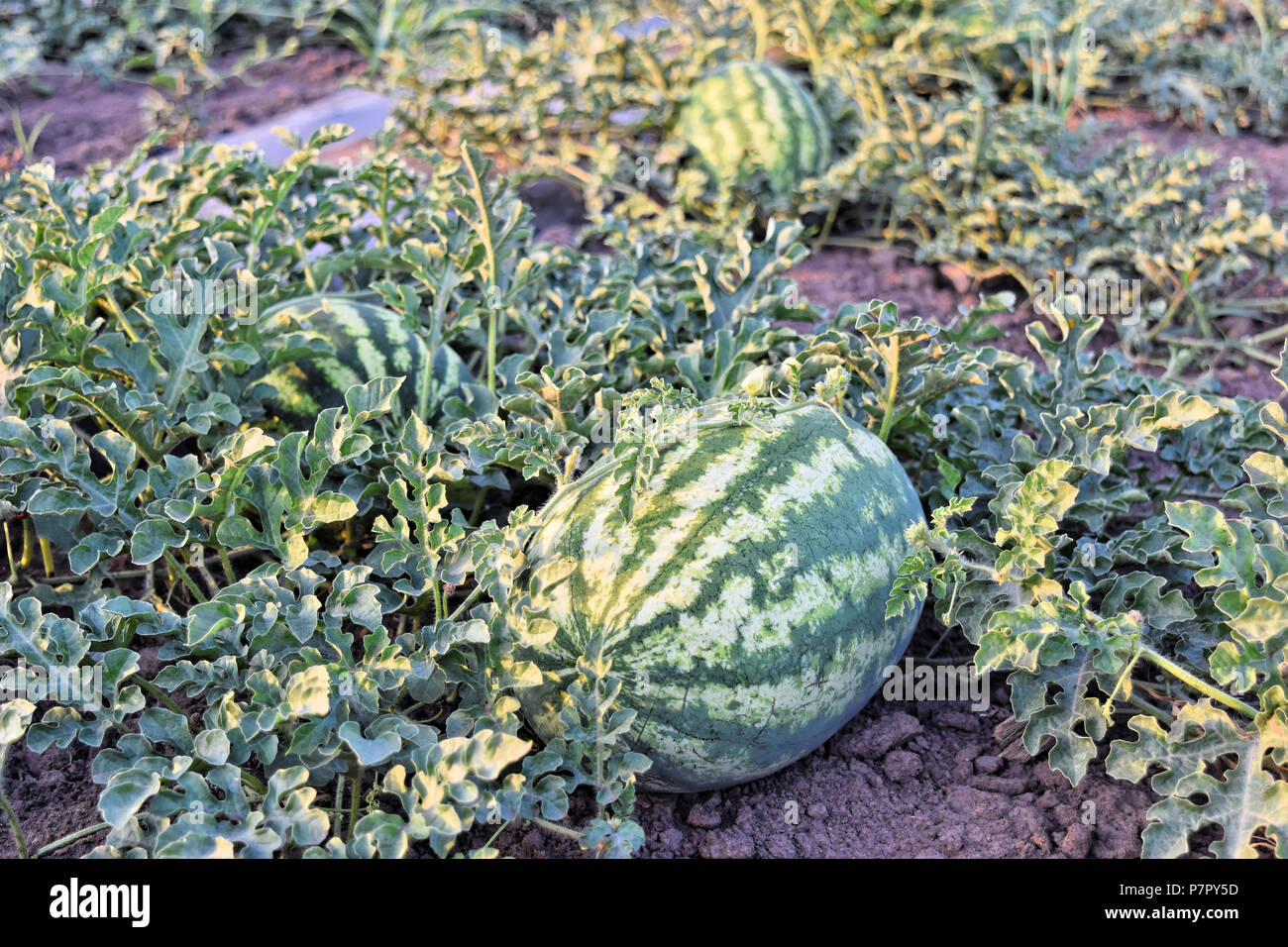 Big Juicy Watermelons High Resolution Stock Photography and Images - Alamy
