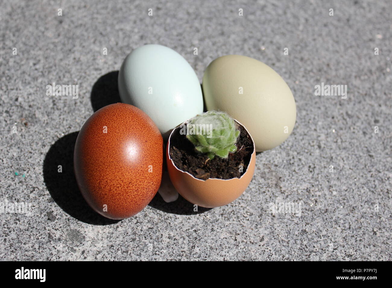 Shell of egg hi-res stock photography and images - Alamy